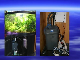 Aquarium filteration notes | PPT