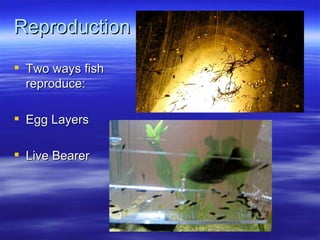 Aquarium filteration notes | PPT