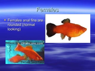 Aquarium filteration notes | PPT