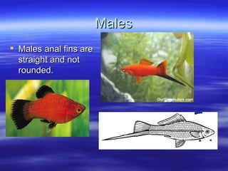 Aquarium filteration notes | PPT
