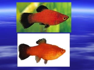 Aquarium filteration notes | PPT