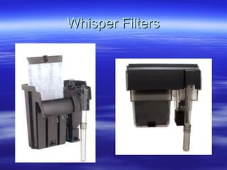 Aquarium filteration notes | PPT