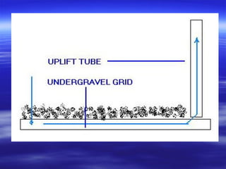Aquarium filteration notes | PPT