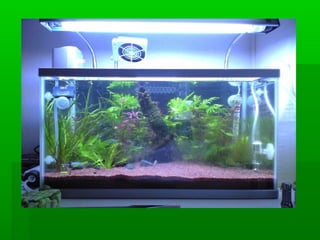 Aquarium fish breeding | PPT