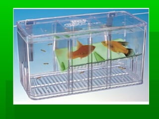Aquarium fish breeding | PPT