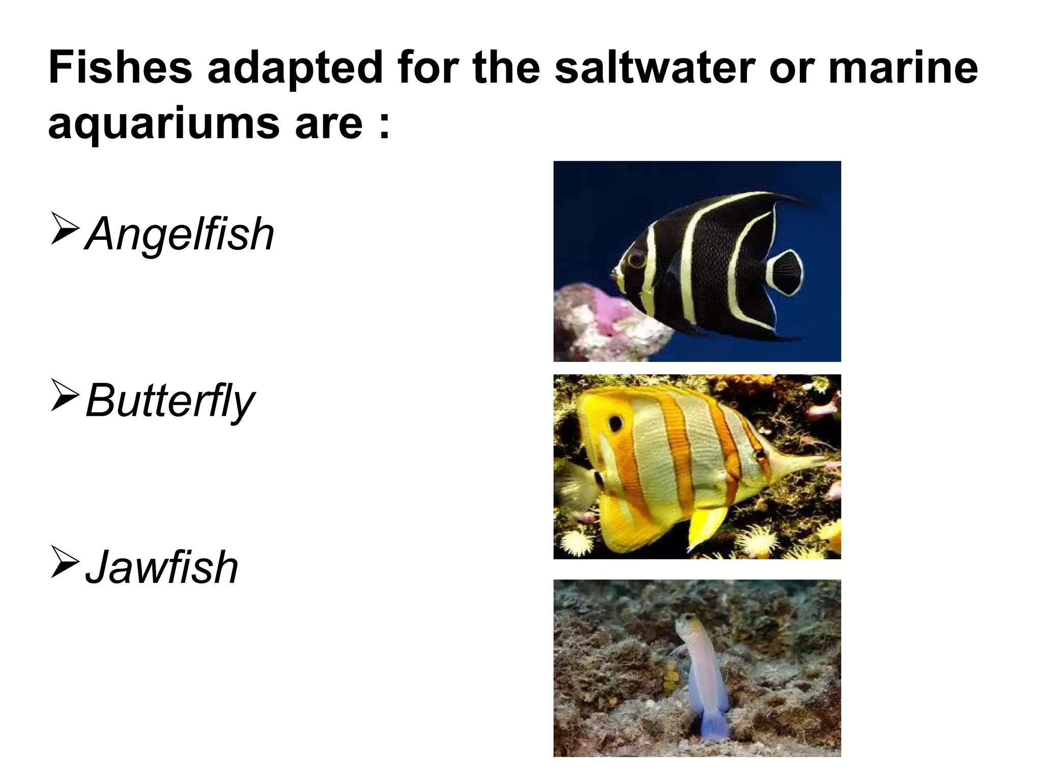 Aquarium fishes ppt | PPT