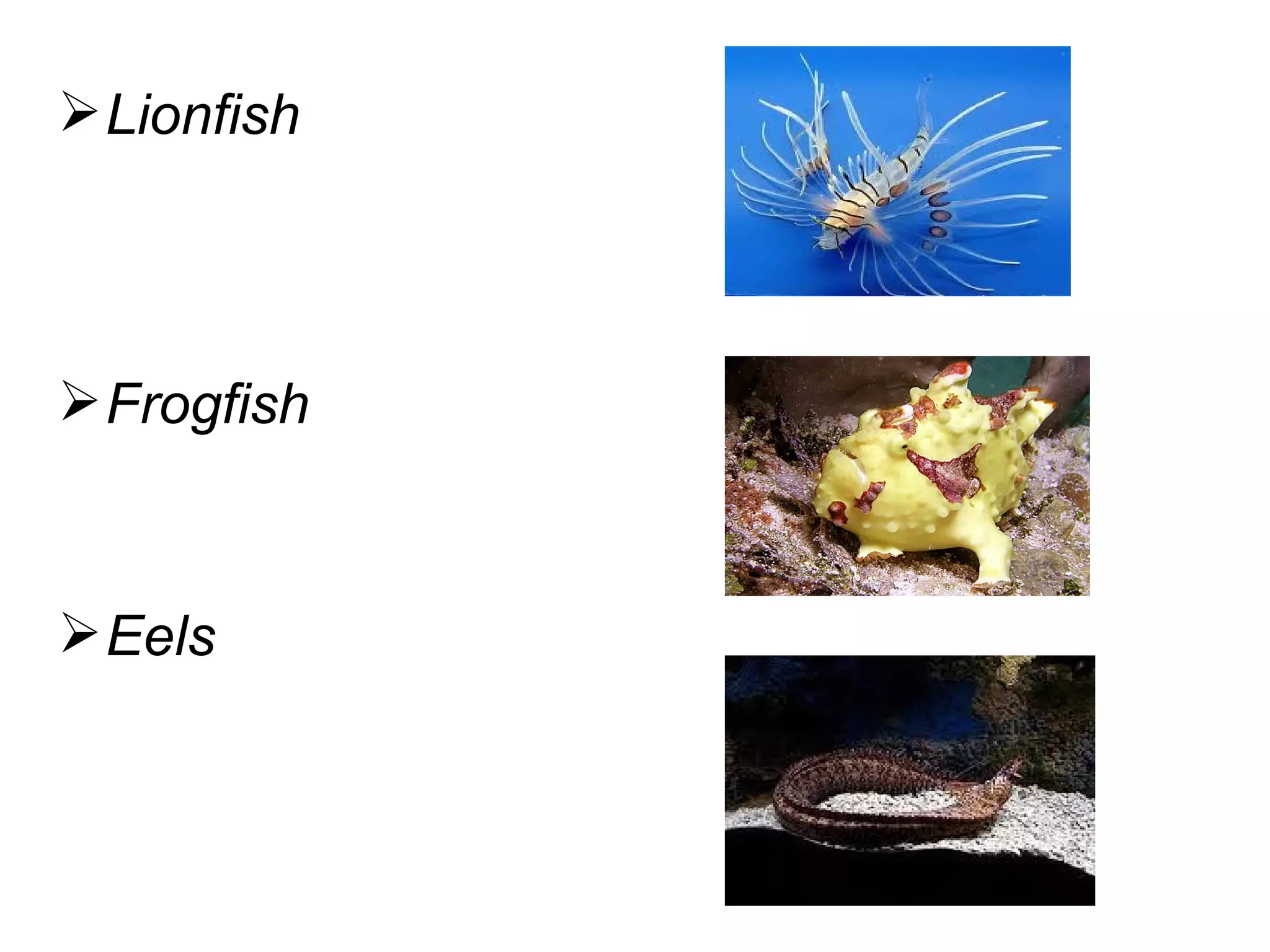 Aquarium fishes ppt | PPT