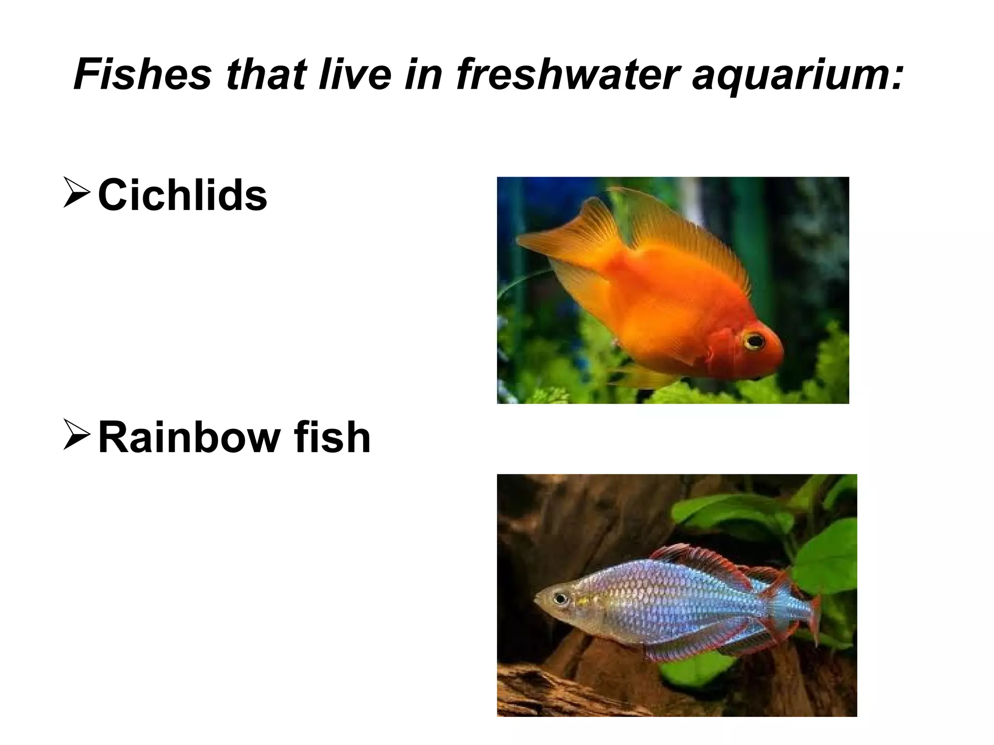 Aquarium fishes ppt | PPT