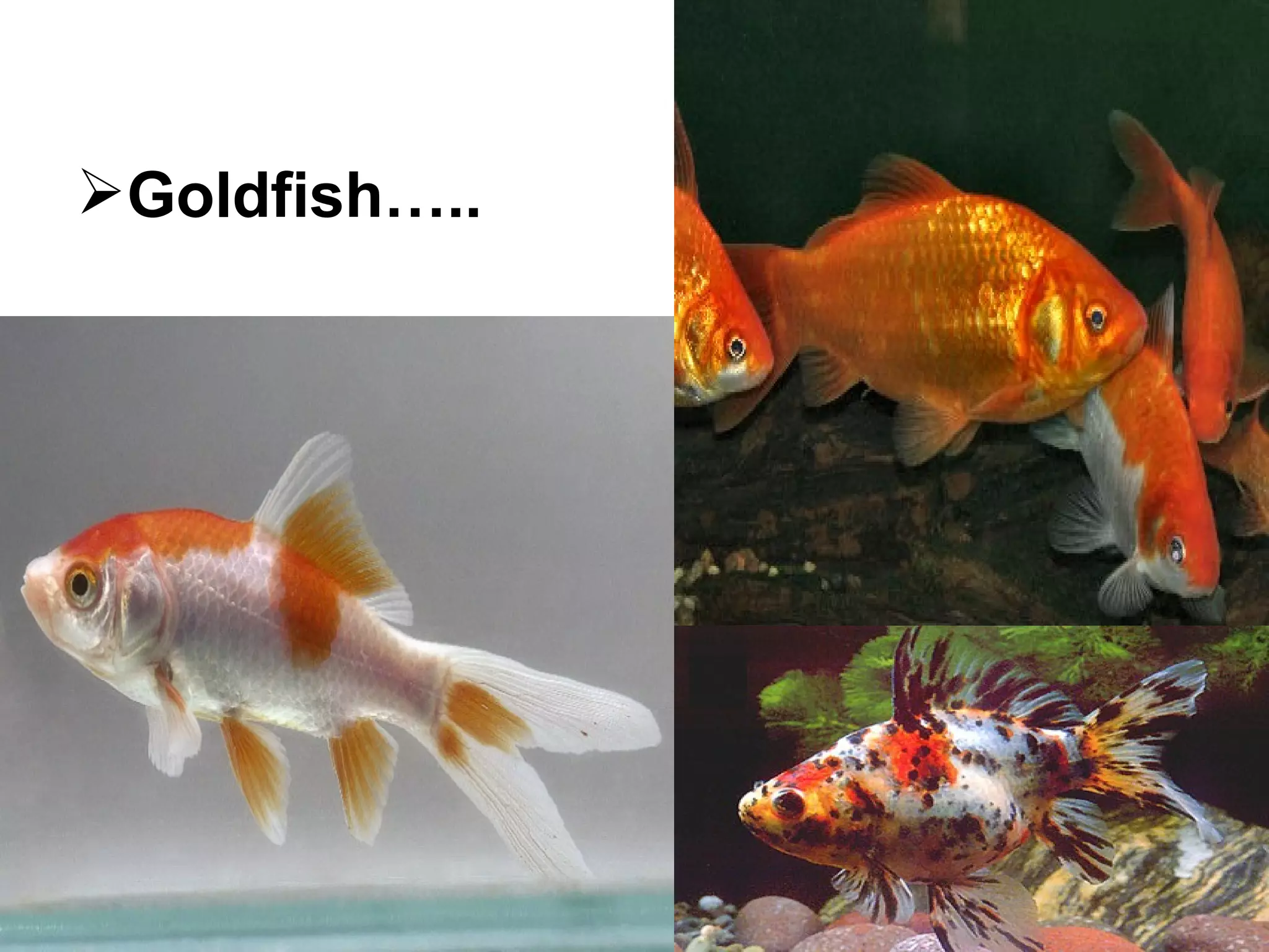 Aquarium fishes ppt | PPT