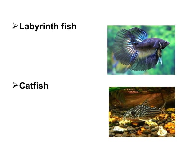 Aquarium fishes ppt | PPT | Zoos & Aquariums | Attractions
