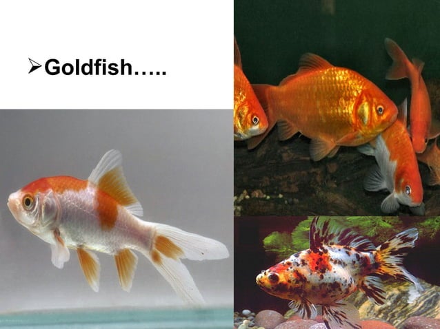 Aquarium fishes ppt | PPT | Zoos & Aquariums | Attractions
