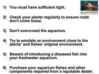 Aquarium fishes ppt | PPT