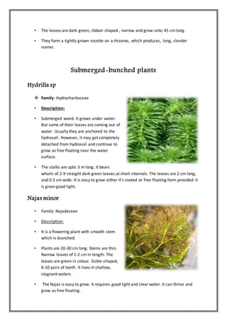 Aquarium plant: Utility and propagation | DOCX
