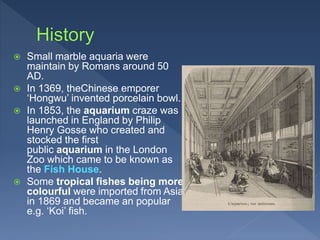 Aquarium setting and ornamental fish | PPTX