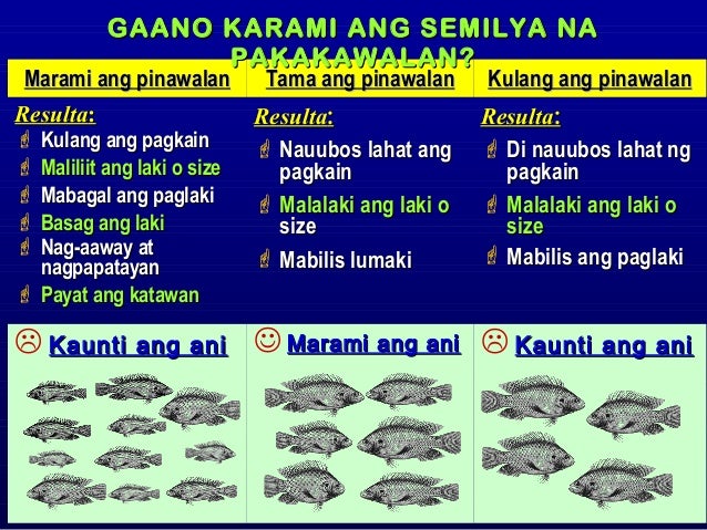 Ano Ang Pambansang Isda Ng Pilipinas
