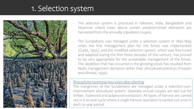Aquasilviculture report | PDF | Agriculture | Industries