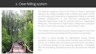 Aquasilviculture report | PDF