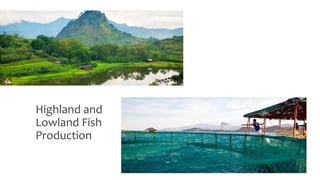 Aquasilviculture report | PDF