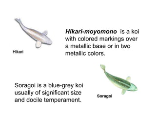 Major Varieties of Koi Fish | PPT
