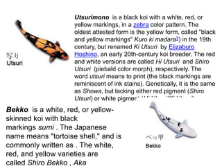 Major Varieties of Koi Fish | PPT