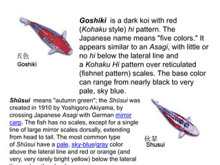 Major Varieties of Koi Fish | PPT