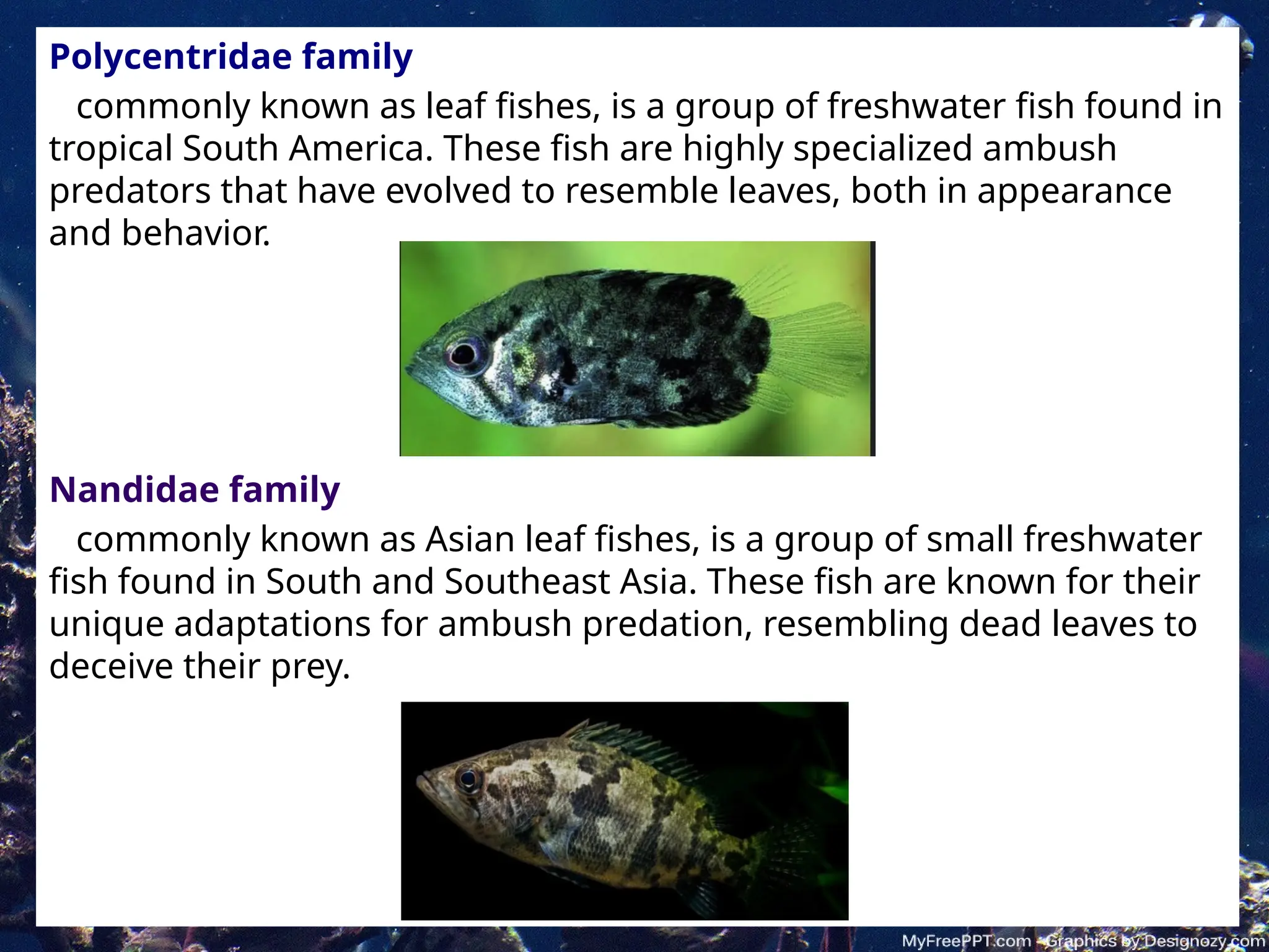 AQUATIC-ECOLGY-AND-RESOURCES-REPORT.pptx