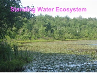 Aquatic Ecosystems | PPT