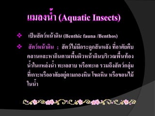 aquatic-insects.ppt