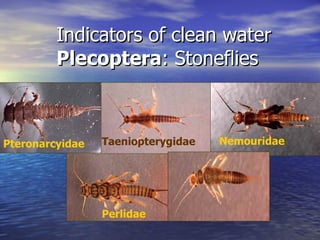 Aquatic Insects As Water Quality Indecators | PPT