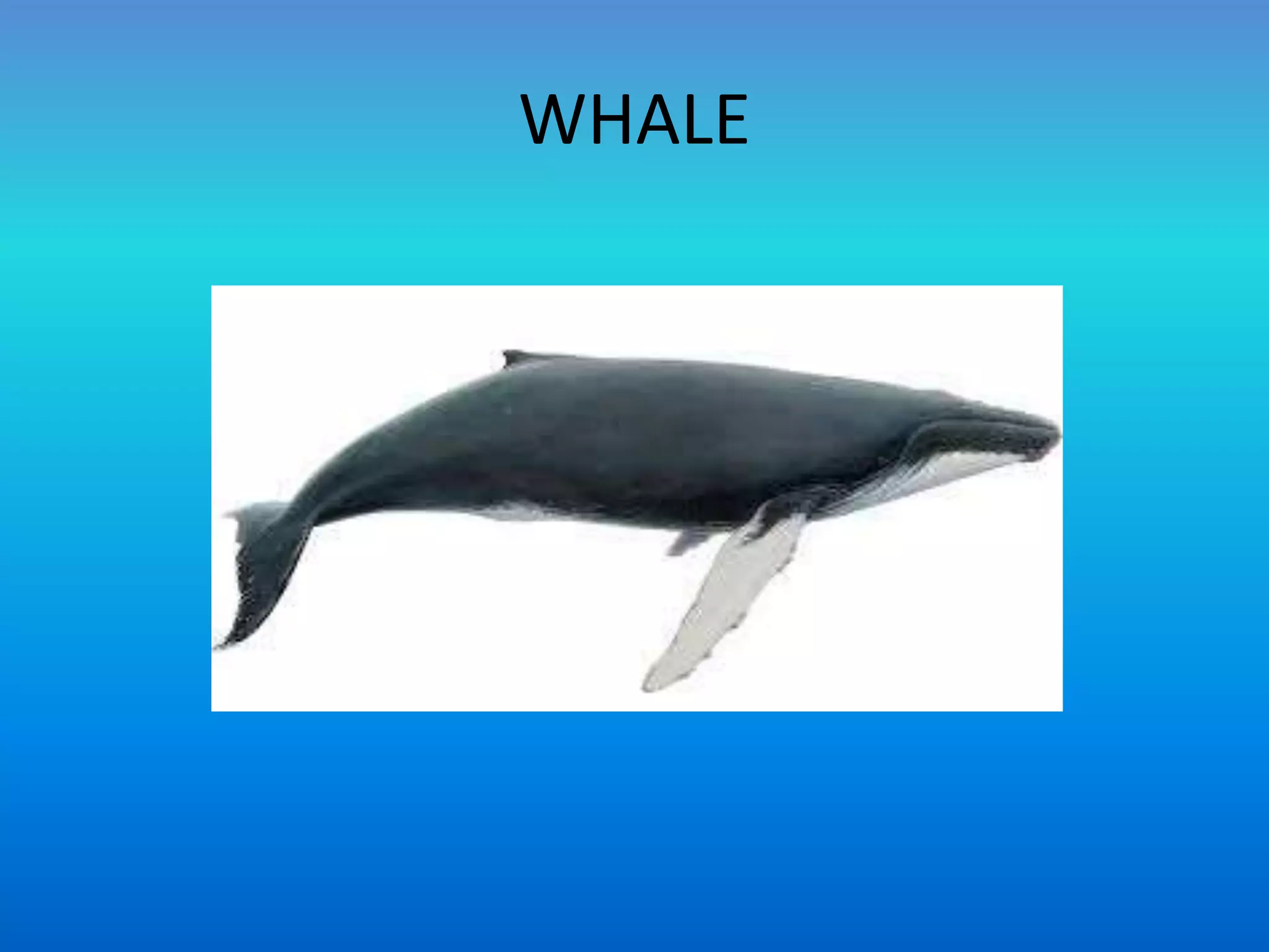 Aquatic Animals | PPTX