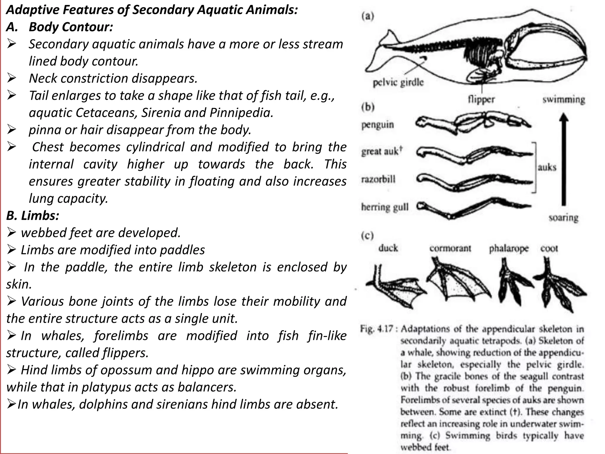 Aquatic adaptations | PPTX