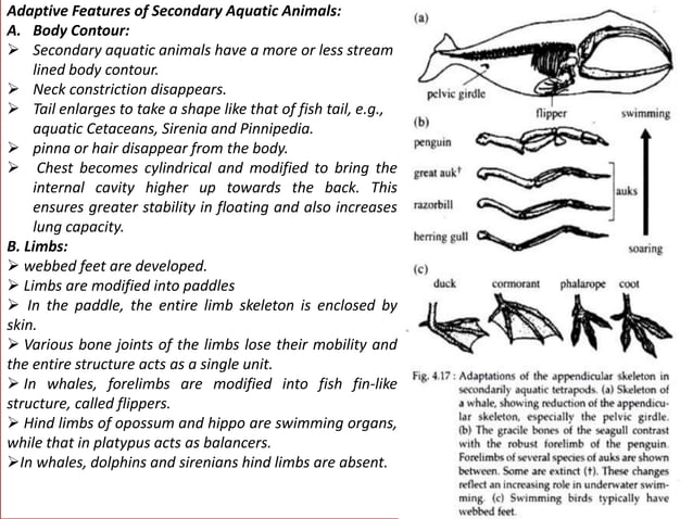 Aquatic adaptations | PPTX | Fish and Aquariums | Pets