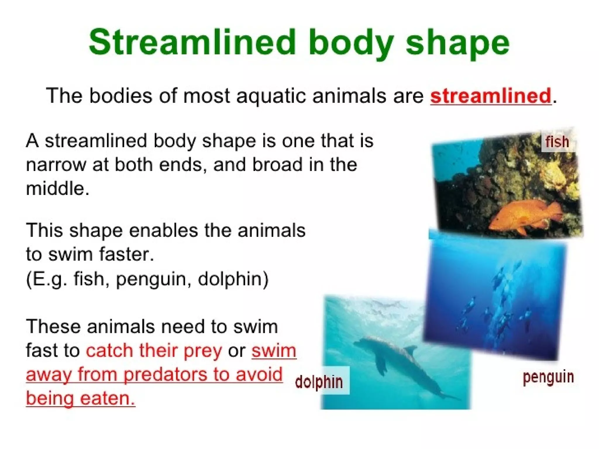 Aquatic adaptations in birds and mammals | PPT