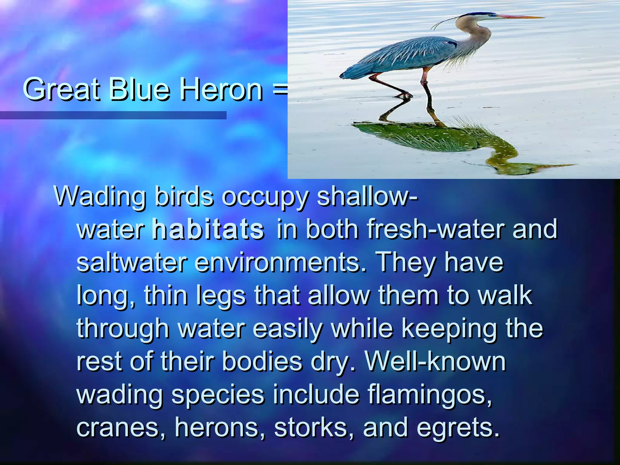 Aquatic adaptations in birds and mammals | PPT