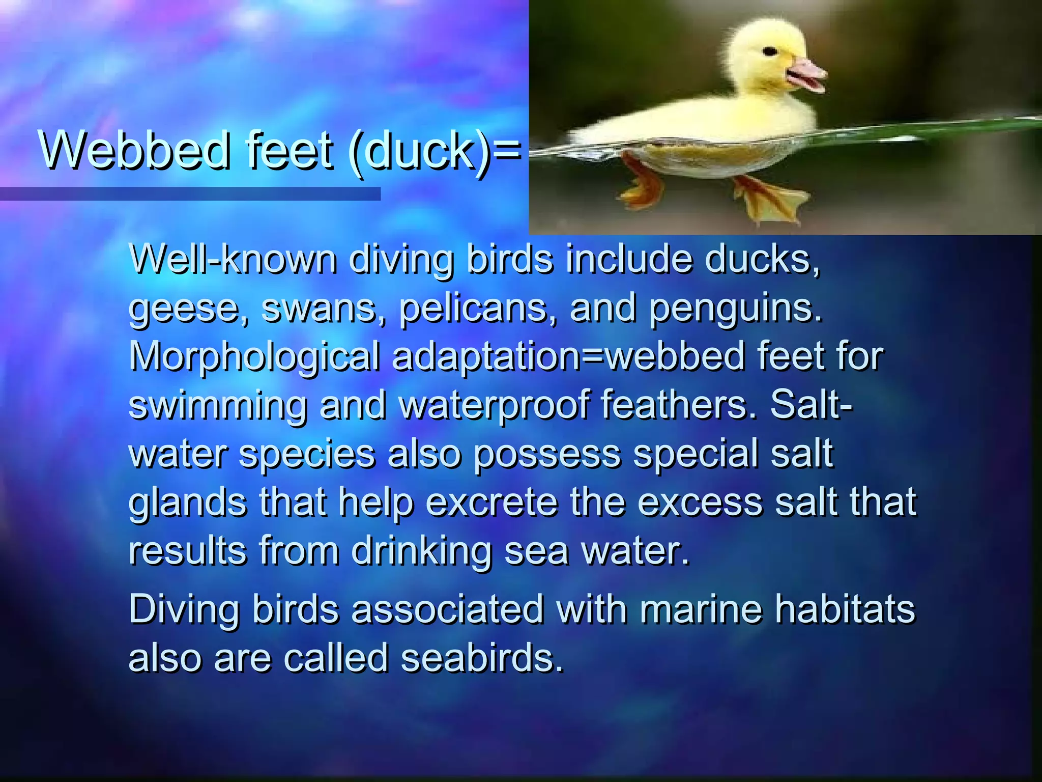 Aquatic adaptations in birds and mammals | PPT