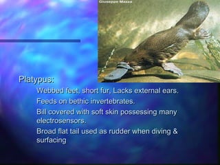 Aquatic adaptations in birds and mammals | PPT