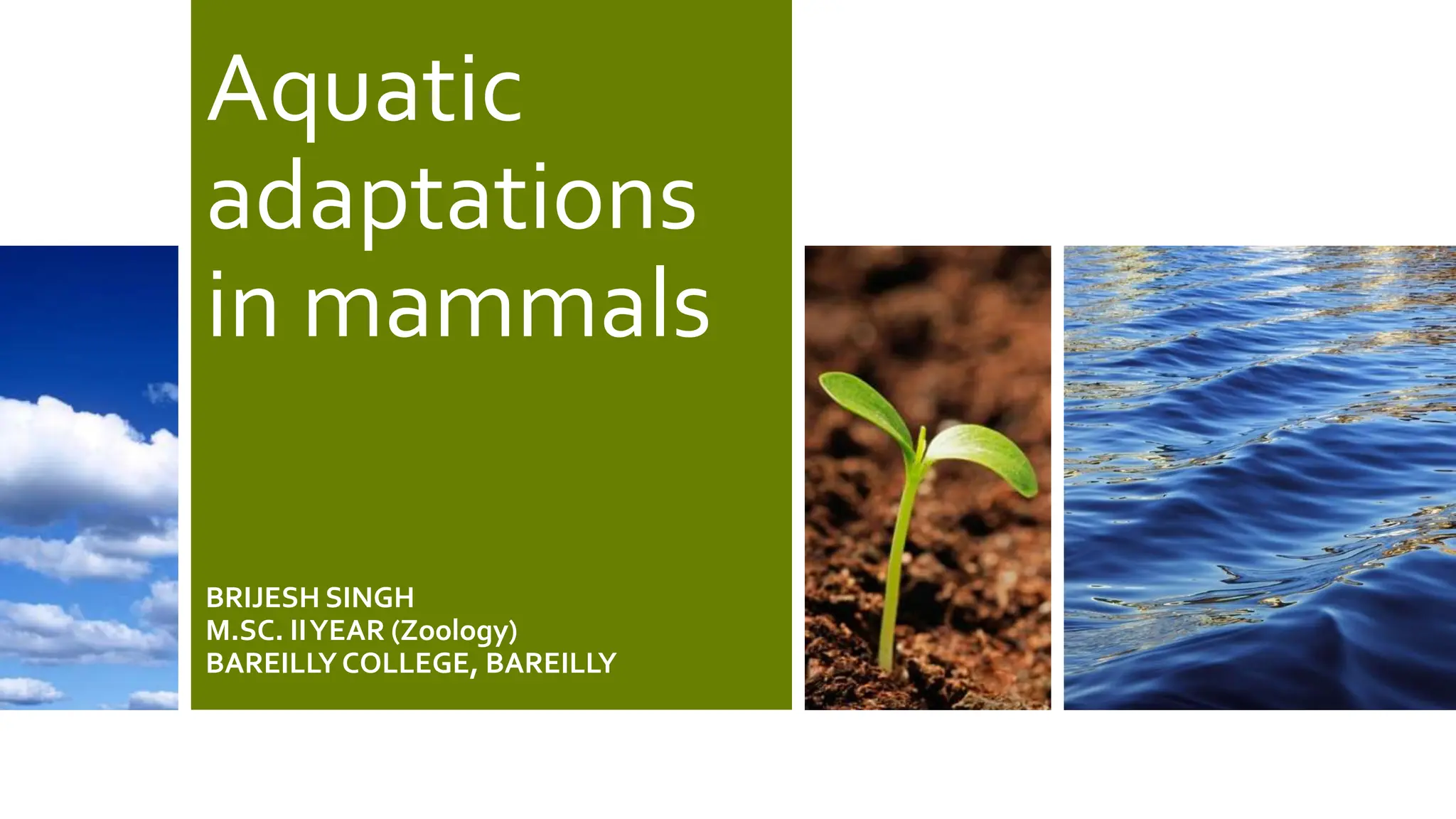 Aquatic adaptations in mammals by Brijesh Singh M.Sc. II year.pptx