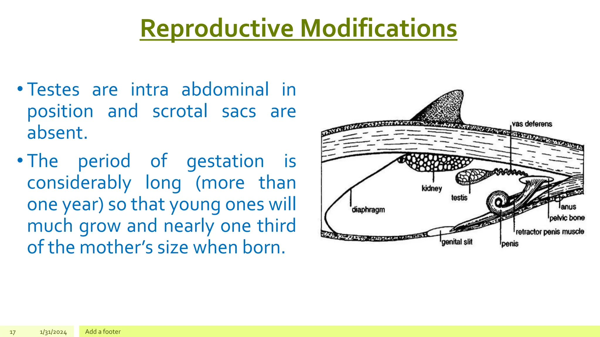 Aquatic adaptations in mammals by Brijesh Singh M.Sc. II year.pptx
