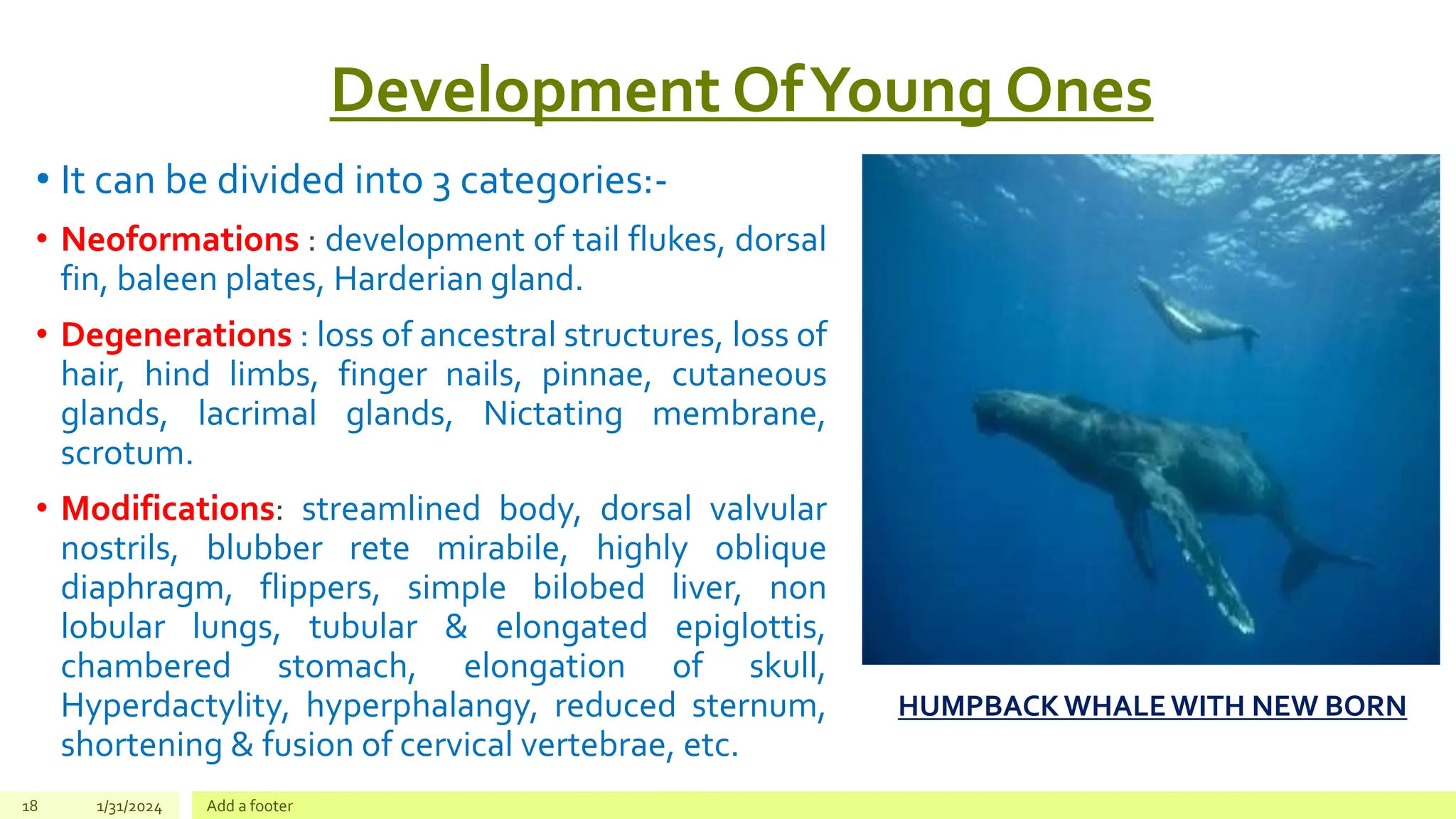 Aquatic adaptations in mammals by Brijesh Singh M.Sc. II year.pptx