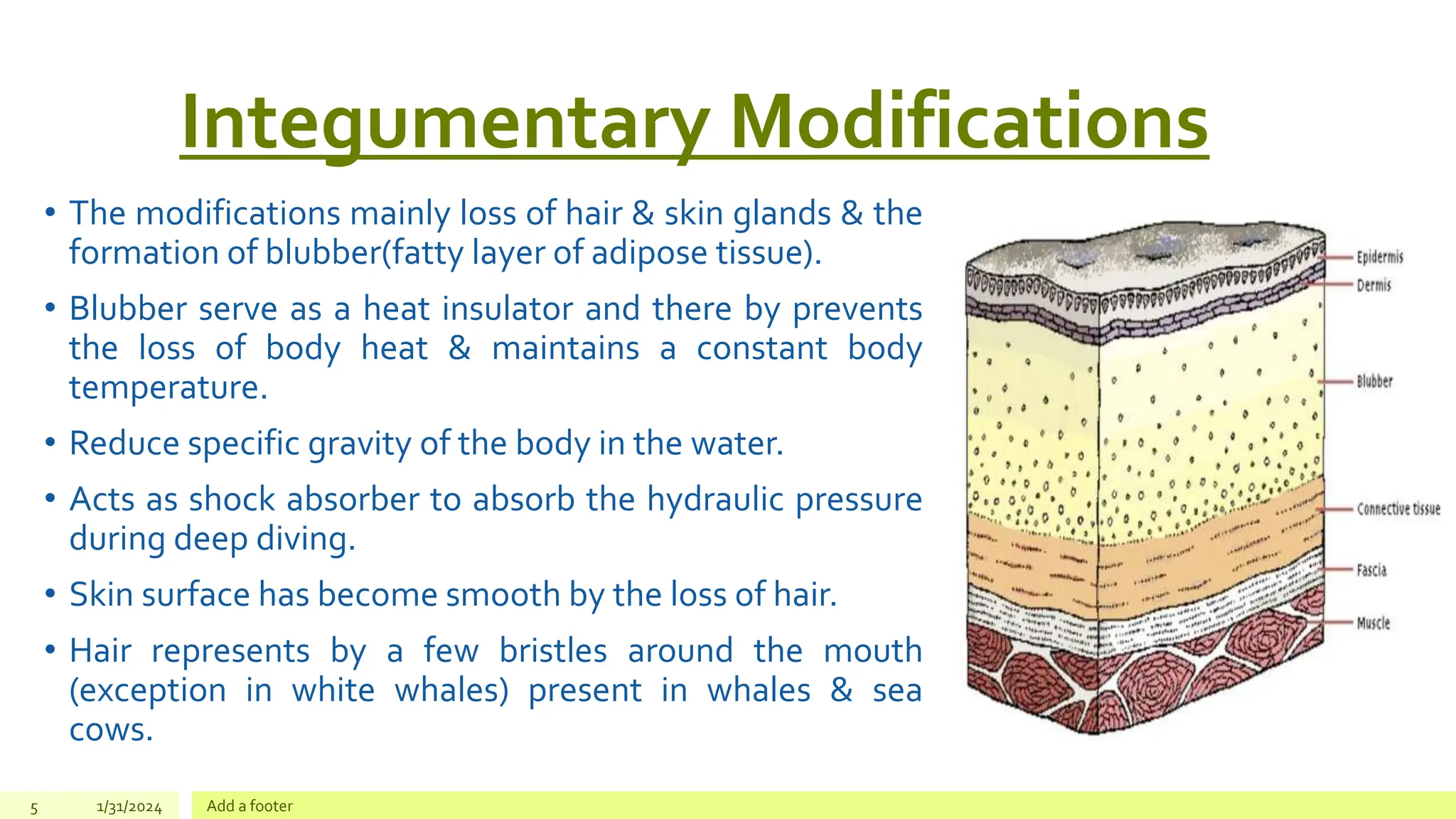 Aquatic adaptations in mammals by Brijesh Singh M.Sc. II year.pptx