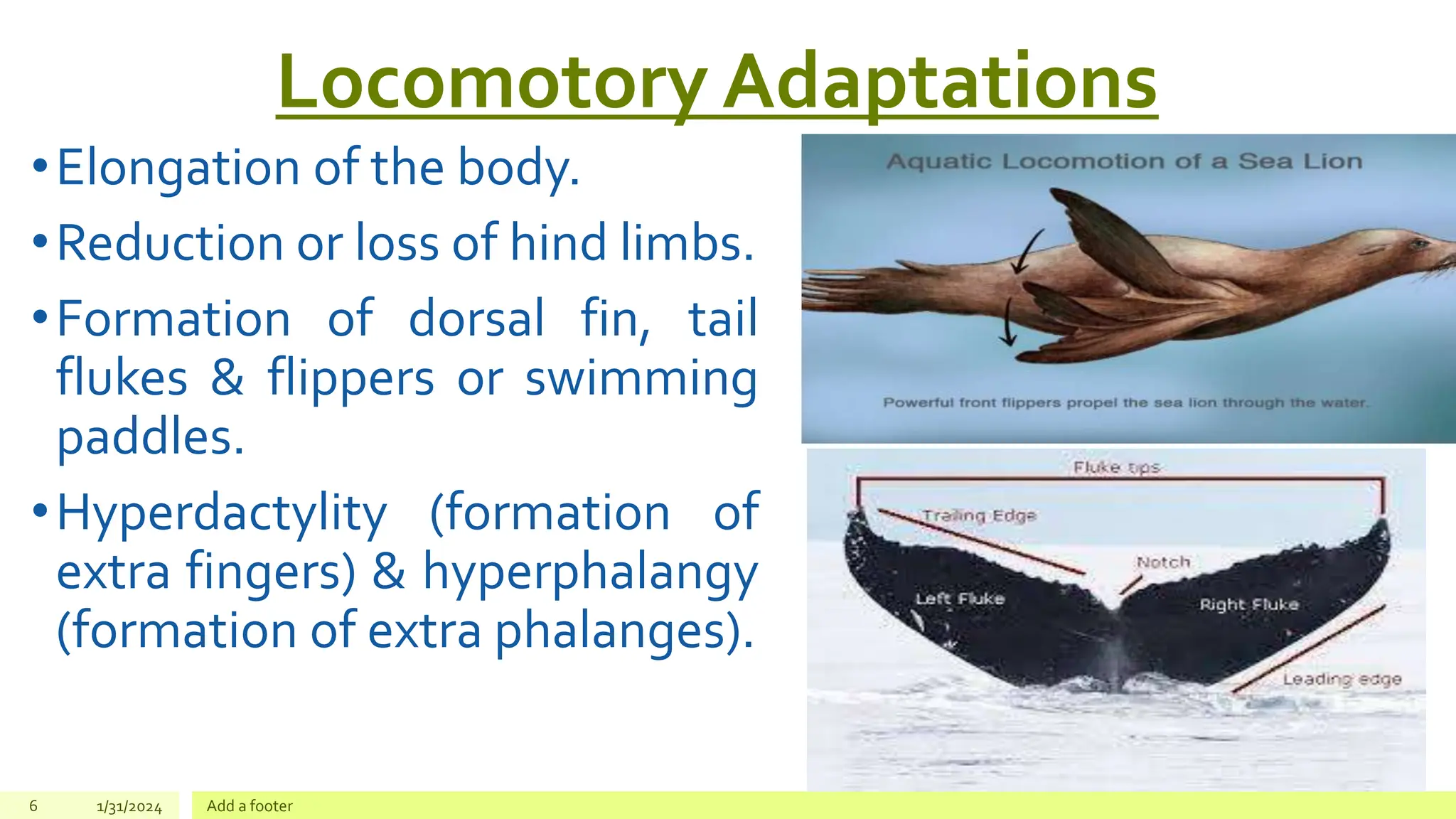 Aquatic adaptations in mammals by Brijesh Singh M.Sc. II year.pptx