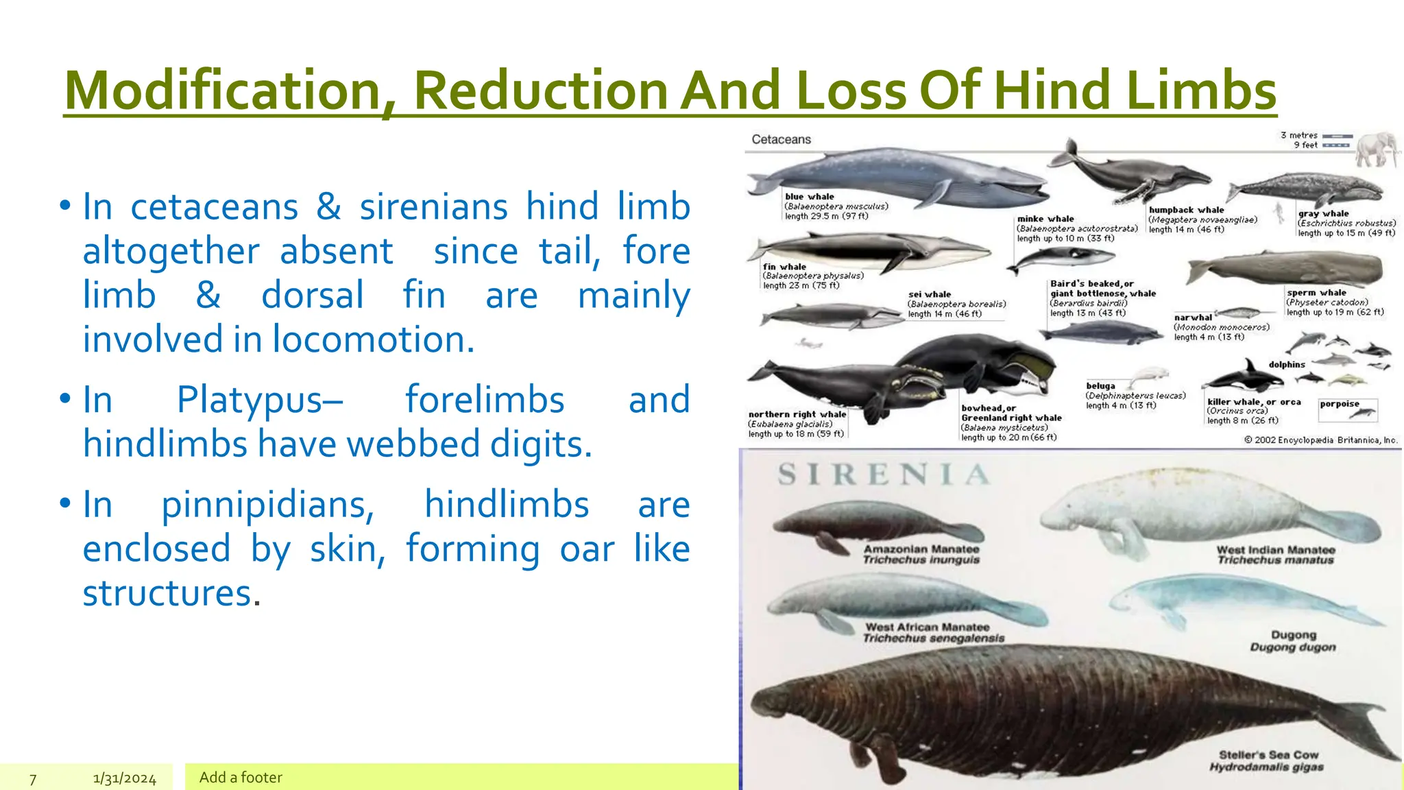 Aquatic adaptations in mammals by Brijesh Singh M.Sc. II year.pptx