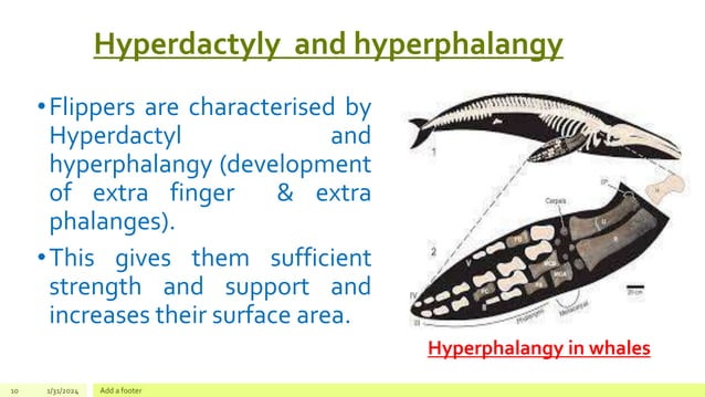 Aquatic adaptations in mammals by Brijesh Singh M.Sc. II year.pptx