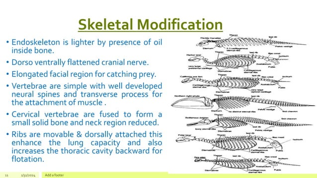 Aquatic adaptations in mammals by Brijesh Singh M.Sc. II year.pptx