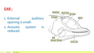 Aquatic adaptations in mammals by Brijesh Singh M.Sc. II year.pptx