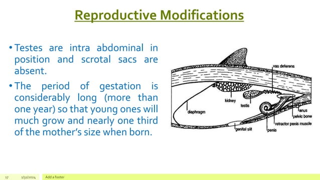 Aquatic adaptations in mammals by Brijesh Singh M.Sc. II year.pptx