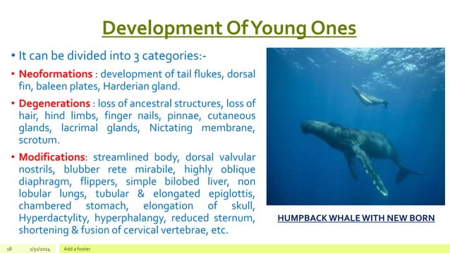 Aquatic adaptations in mammals by Brijesh Singh M.Sc. II year.pptx