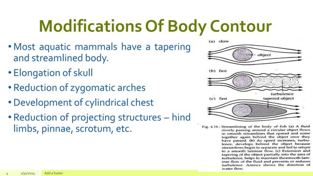 Aquatic adaptations in mammals by Brijesh Singh M.Sc. II year.pptx
