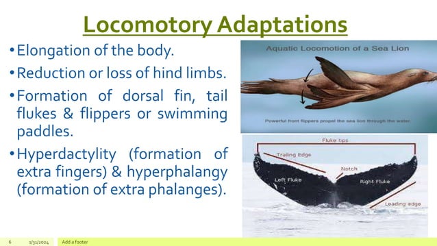 Aquatic adaptations in mammals by Brijesh Singh M.Sc. II year.pptx