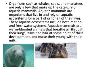 Aquatic adaptations of mammals | PPT